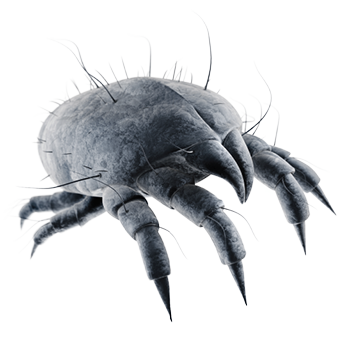 Allergoff - alergia na kurz, roztocza - spray, płyn, krem dla skóry ...